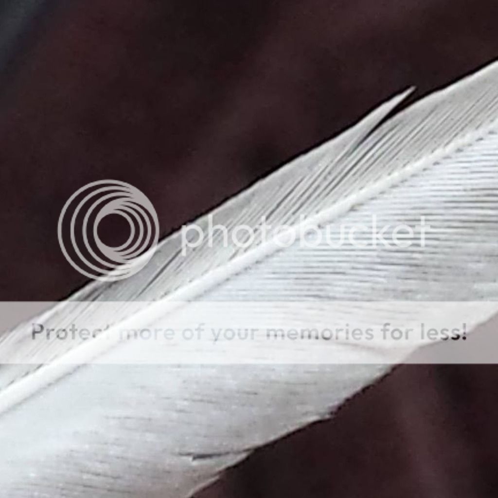 Mites on Budgie Feather? | Talk Budgies Forums