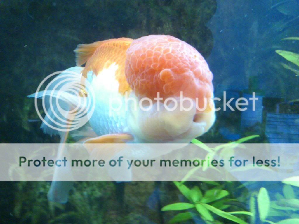 Oranda Wen Bleeding Arter Wen Trim | Fish Forum