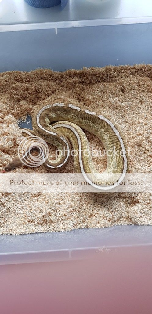 NW England - High Quality Royal Pythons | Reptile Forums